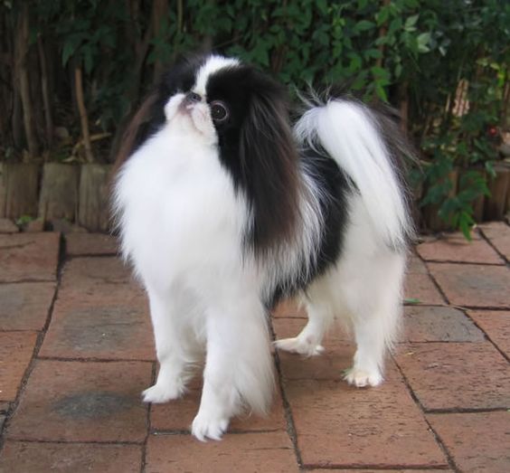 Top 16 Smallest Dog Breeds - Inside Dogs World