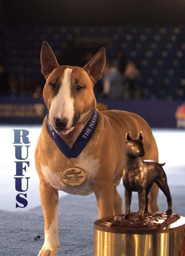 Top 5 Heroic Bull Terriers - Inside Dogs World