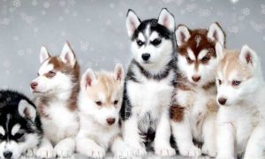 German Shepherd Dog Breed Information – Inside Dogs World